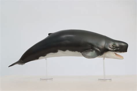 Pnso Requena Livyatan Sperm Whale Dinosaur Model Collectors Toy