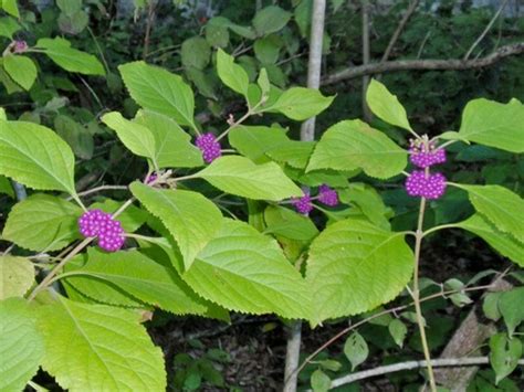 Plant Id Exam Pictures Common Name Flashcards Quizlet