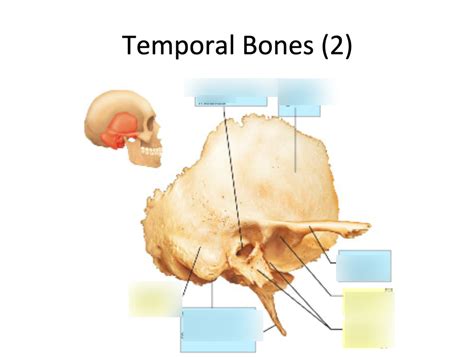 Temporal Bones Diagram Quizlet
