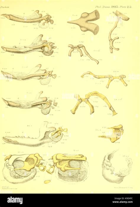 On The Structure And Development Of The Skull In The Mammalia Plate 22