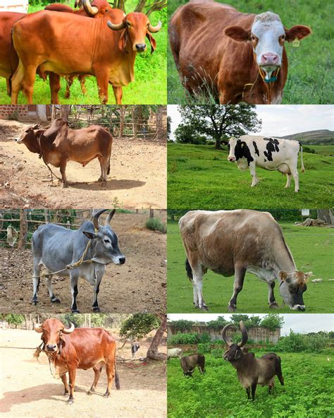 Dairy Farming And The Various Breeds Involved — Lesson Science State