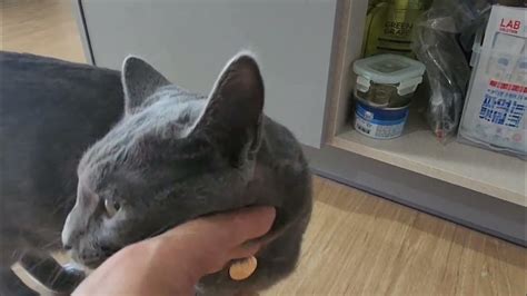 간식으로 냥이 간보는 집사 ㅋㅋ 러시안블루 Russianblue Cat 달이 Youtube