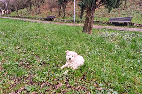 Klek Beba Ovčara Koja Voli Slušati Ptičice Volim Pse