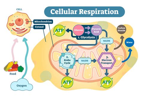 Incubation Definition And Examples Biology Online Dictionary