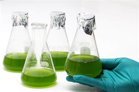 Marine Plankton Or Microalgae Culture Into Erlenmayer Flask In Stock