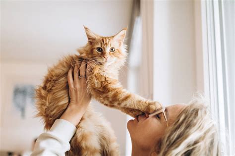 Are Maine Coon Cats Good Pets Pethelpful