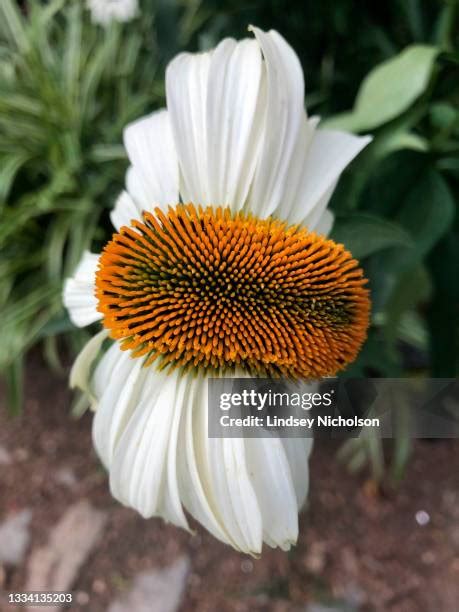 Mutant Flower Photos And Premium High Res Pictures Getty Images