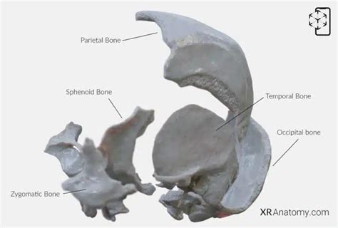 Temporal Bone Anatomy 3d Atlas With Ar Views Medical Student Guide