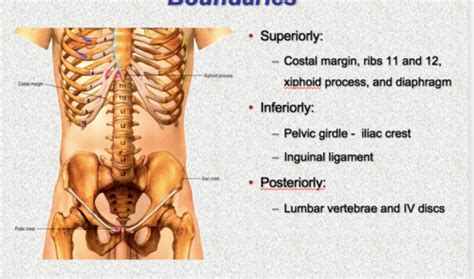Costal Margin Anatomy