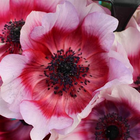 What Colors Are Anemone Flowers At Jenenge Blog