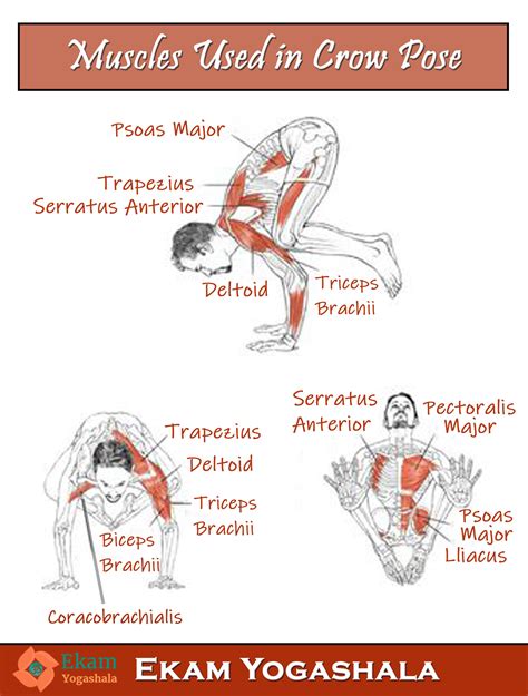 Muscles Used In Crow Pose Ekamyogashala Yoga Asana Posture