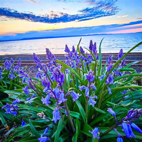 Bluebell Flower Meaning And The Story Behind This Flower