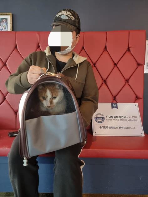 코리안숏헤어 가람이 포미분양 포매라니안분양 포메리안분양 치아와분양 말티스분양 푸말티분양 러시아블루분양 포미분가격 포매라니안분양가격 포메리안분양가격 치아와분양가격 말티스