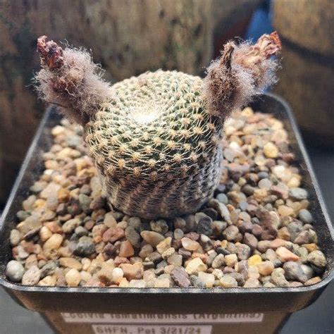 How To Care For Lobivia Famatimensis F Cristata Mastering Water