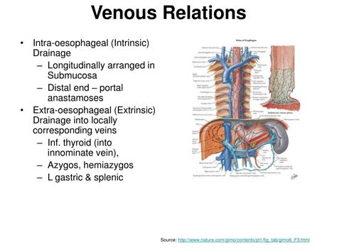 Ppt Anatomy Of Oesophagus Powerpoint Presentation Free Download Id