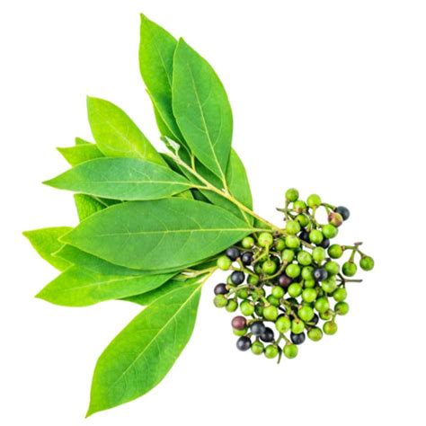 Buy Bulk Litsea Cubeba Oil Jedwards International