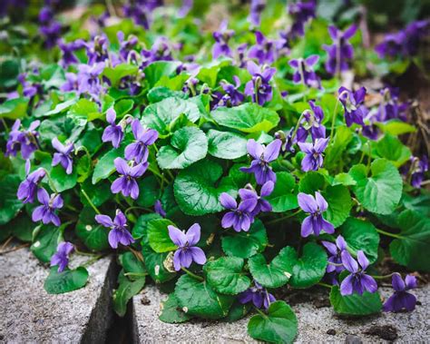 Violet Edible Flowers At Martha Holt Blog