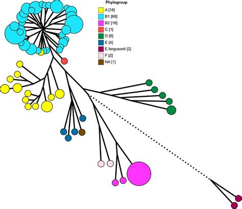 Phylogenetic Tree With Nodes Coloured By Phylogroup As Determined By