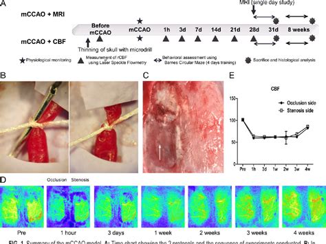 Figure 1 From A Refined Model Of Chronic Cerebral Hypoperfusion Resulting In Cognitive