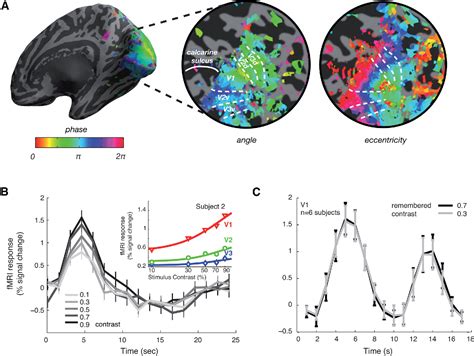 Figure 2 From Decoding Working Memory Of Stimulus Contrast In Early Visual Cortex Semantic Scholar