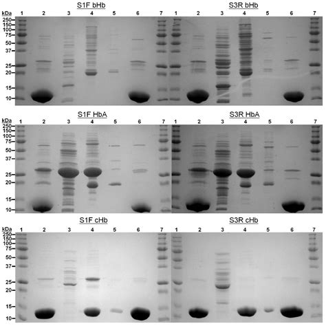 Purification Of Hemoglobin From Red Blood Cells Using Tangential Flow