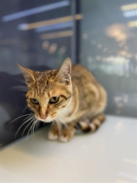 코리안숏헤어 메이 포메라니안키우는방법 말티즈키우는방법 말티푸키우는방법 푸들키우는방법 먼치킨키우는방법 랙돌키우는방법 브리티쉬숏헤어키우는방법 스코티쉬폴드키우는방법 러시안블루