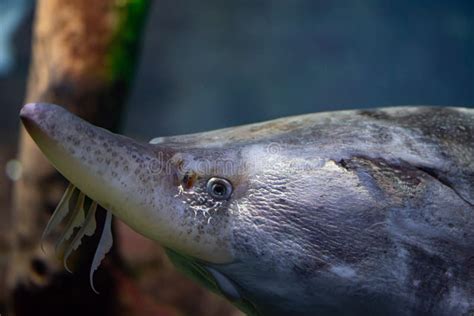 Close Up Of The Head Of A Beluga Fish Fish From The Red Book The