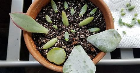 Rooting Some Succulents Album On Imgur