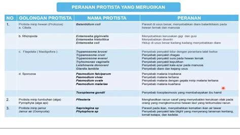 Protista Mirip Tumbuhanpptx