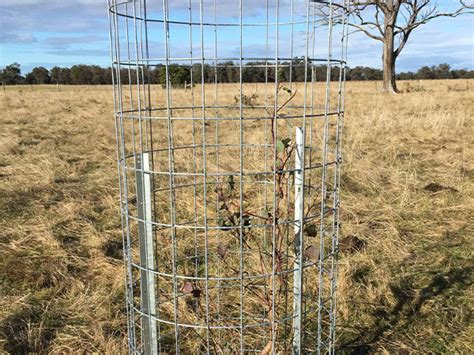 Wire Mesh Tree Guards Protecting Your Plants