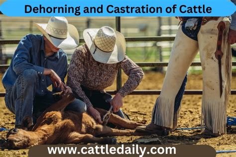 Dehorning And Castration Of Cattle Necessary Procedures For Safety And