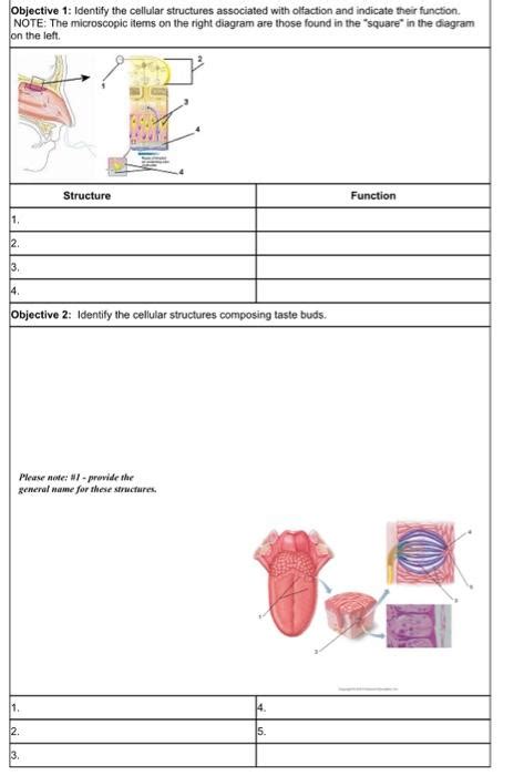 solved objective 1 identify the cellular structures