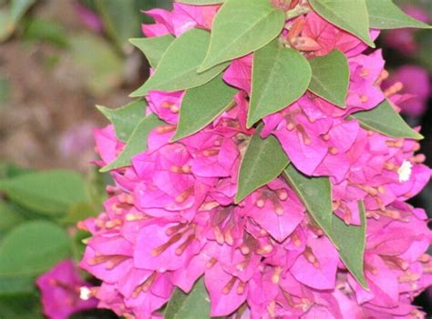 Bougainvillea Torch Glow Elgin Nursery And Tree Farm Phoenix Az