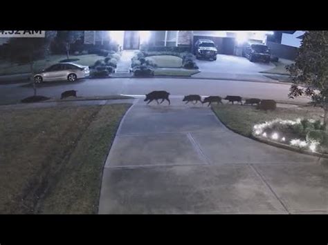 Texas has the worst feral hog problem in the country, researchers say ...