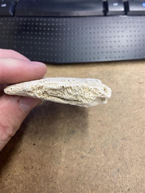 Friend Found This In Gulf Shores Alabama R Fossils