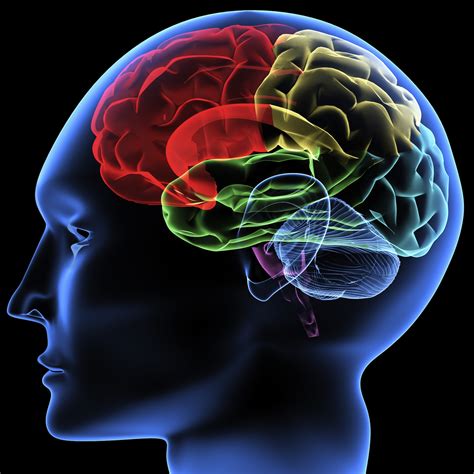 Cognitive Science The Center For Brains Minds Machines