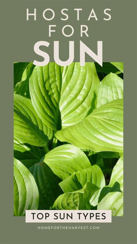 Hosta Varieties Differenttypes Of Hosta Artofit
