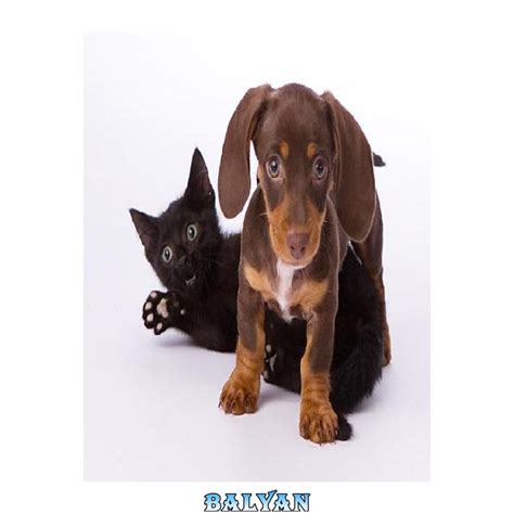 روش های تفاضل تعمیم یافته برای معادلات دیفرانسیل تحلیل عددی روش های حجم محدود وبلاگ کتابخانه