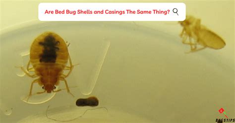 Bed Bug Shells Skins And Casings Complete Guide Bugstips