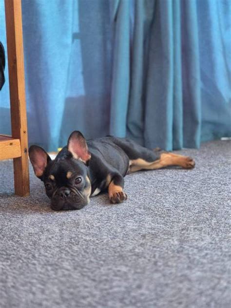 Французский бульдог в наличии Цена 30 000₽ во Владивостоке