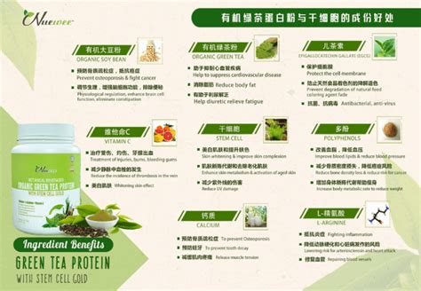 Soy Protein Diet Skin Aging Inflammation Green Tea Protein