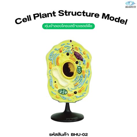 หุ่นจำลองโครงสร้างเซลล์พืช Cell Plant Structure Model