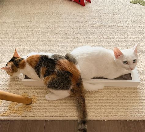 Kikiandcoco Kikicocota • Instagram Photos And Videos