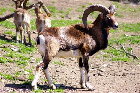 Горные бараны | Энциклопедия животных