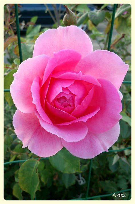 Fotos De Flores Y Rosas Para Fondo De Pantalla Del Celular Y Tableta F4c