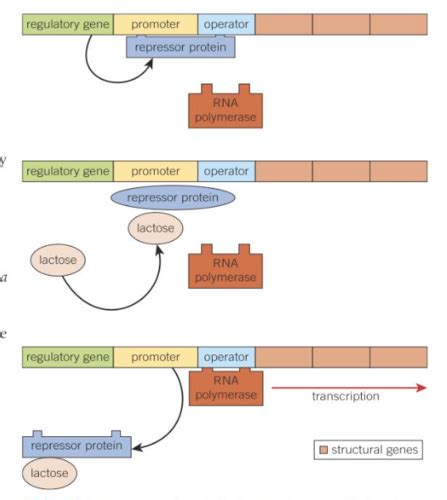 Control Of Gene Expression Flashcards Quizlet