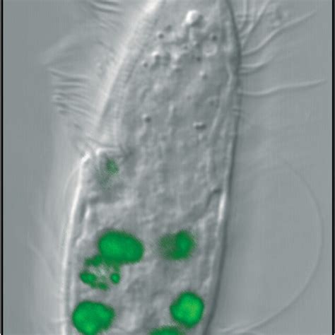 Uronema Marinum Laser Scanning Confocal Micrograph Of Representative Download Scientific