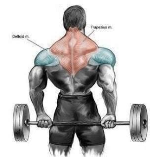 Fit Life Regime — Visualizing Body Fat Percentage A Comparison Of