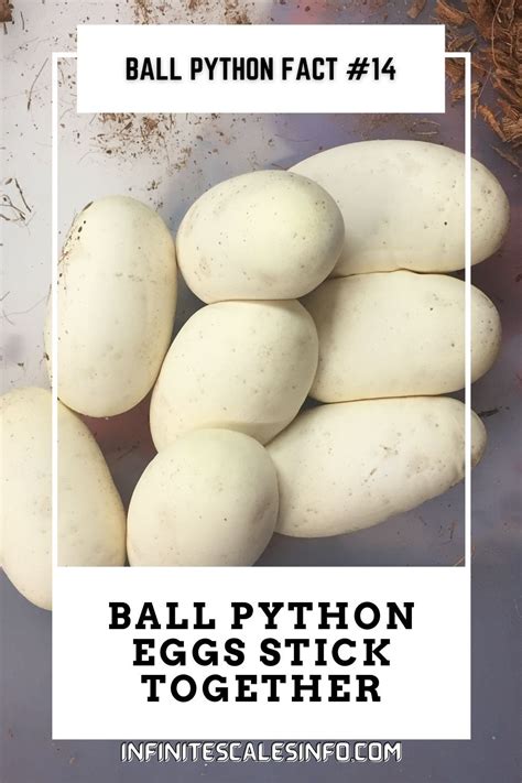 27 Ball Python Facts Only Ball Python Owners Know Artofit