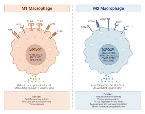 Schematic Representation Of M1 And M2 Macrophage Pola Vrogue Co